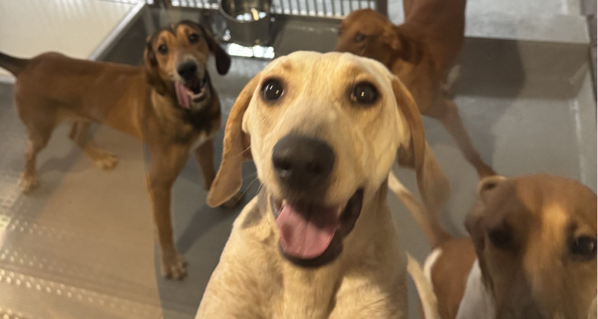 Success! St. Joseph's Hospital to End Animal Testing on Dogs - Animal ...