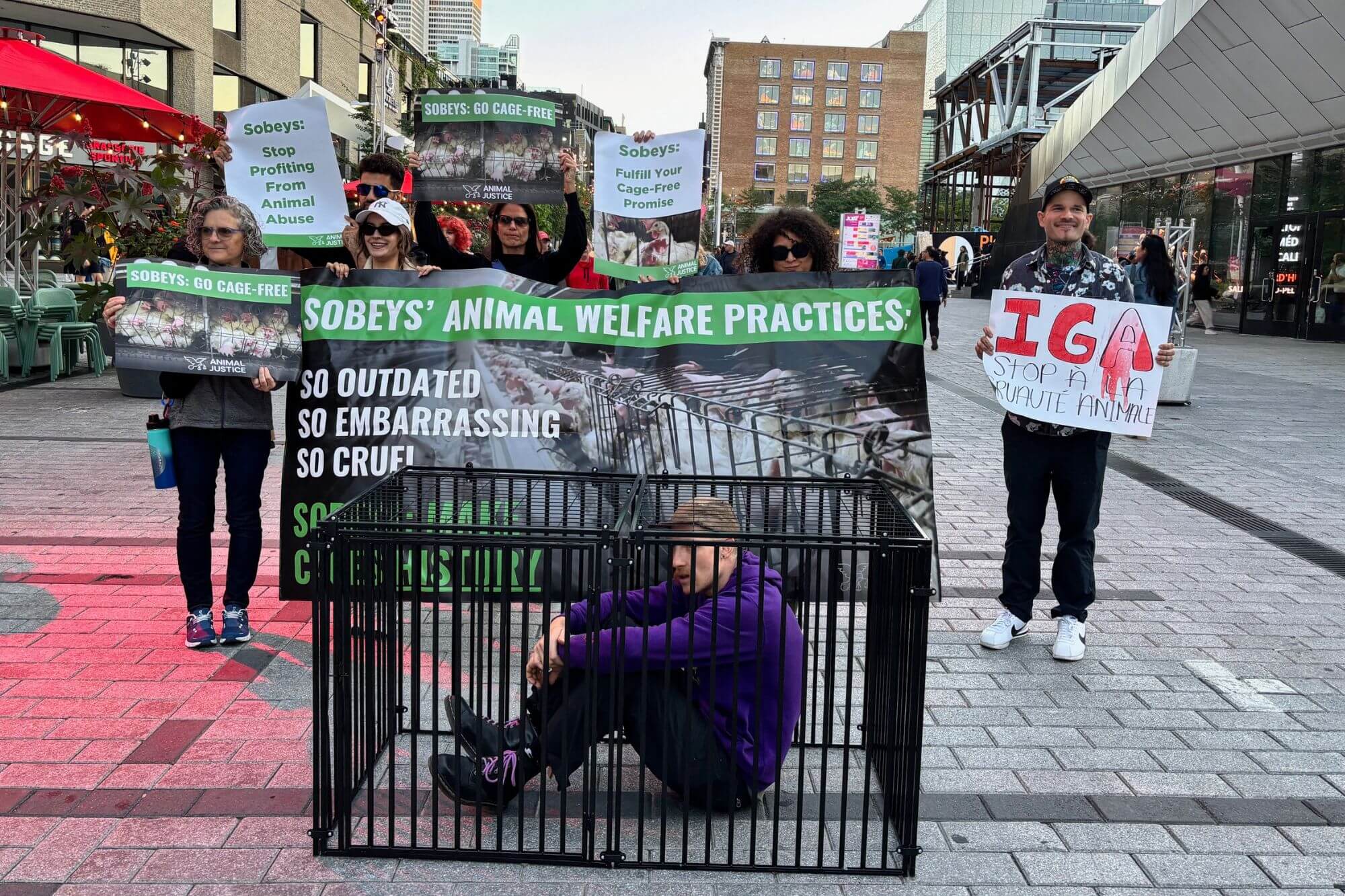 Sobeys’ Caged Hens: A Month of Action - Animal Justice