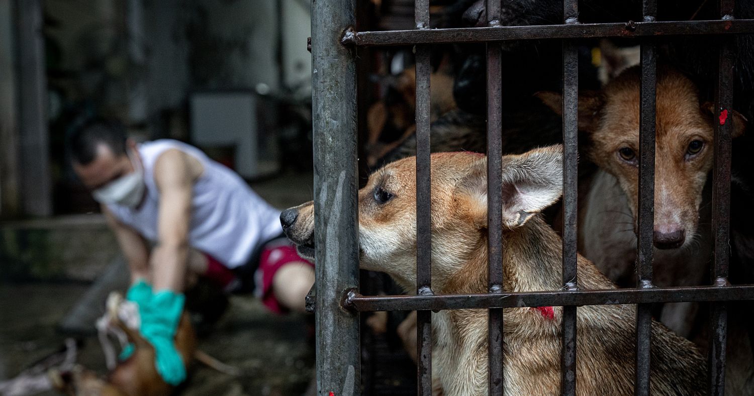 Canada’s Rescue Dog Import Ban Is Leaving Dogs to Die - Animal Justice