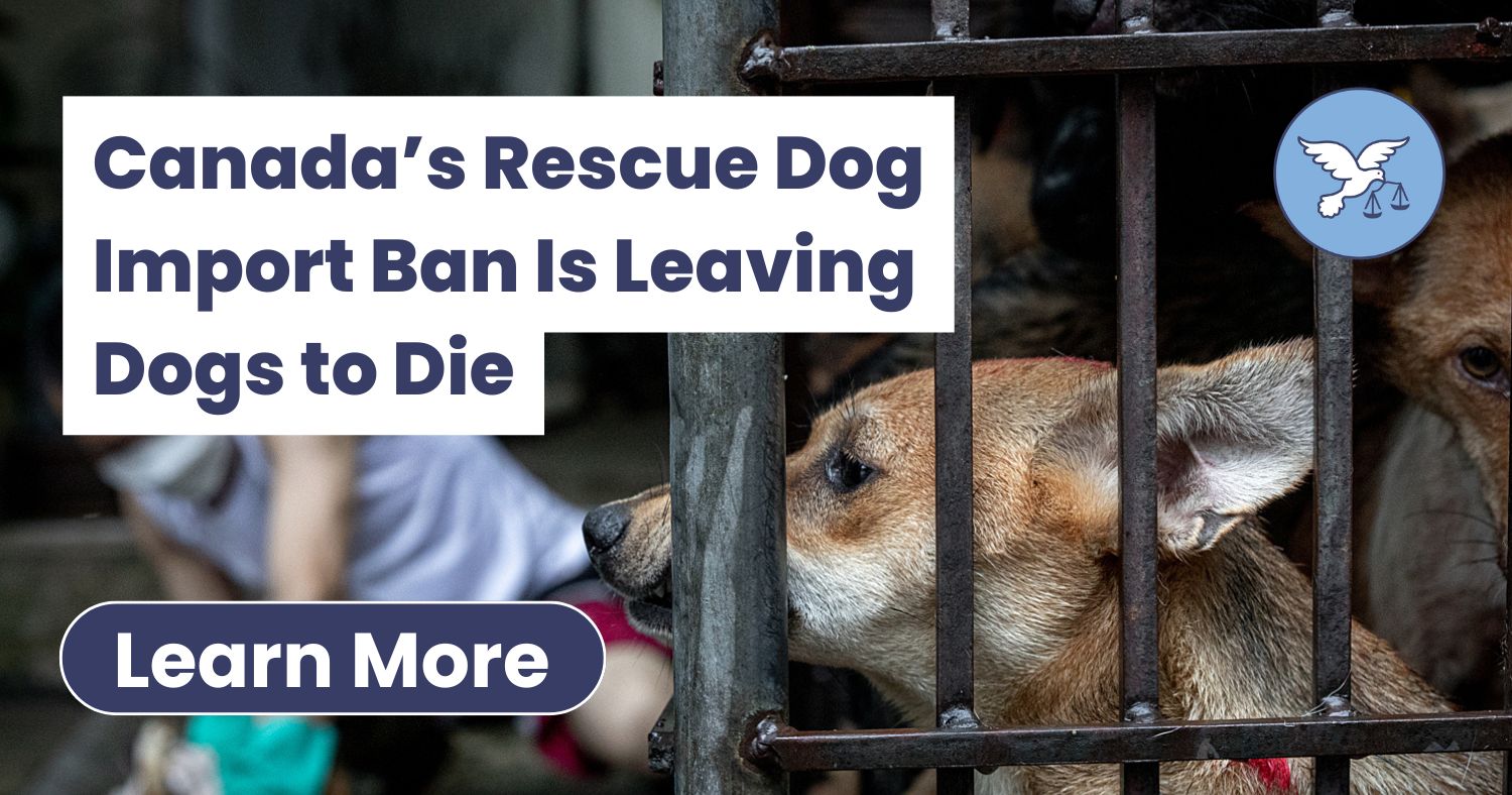 Canada’s Rescue Dog Import Ban Is Leaving Dogs to Die - Animal Justice
