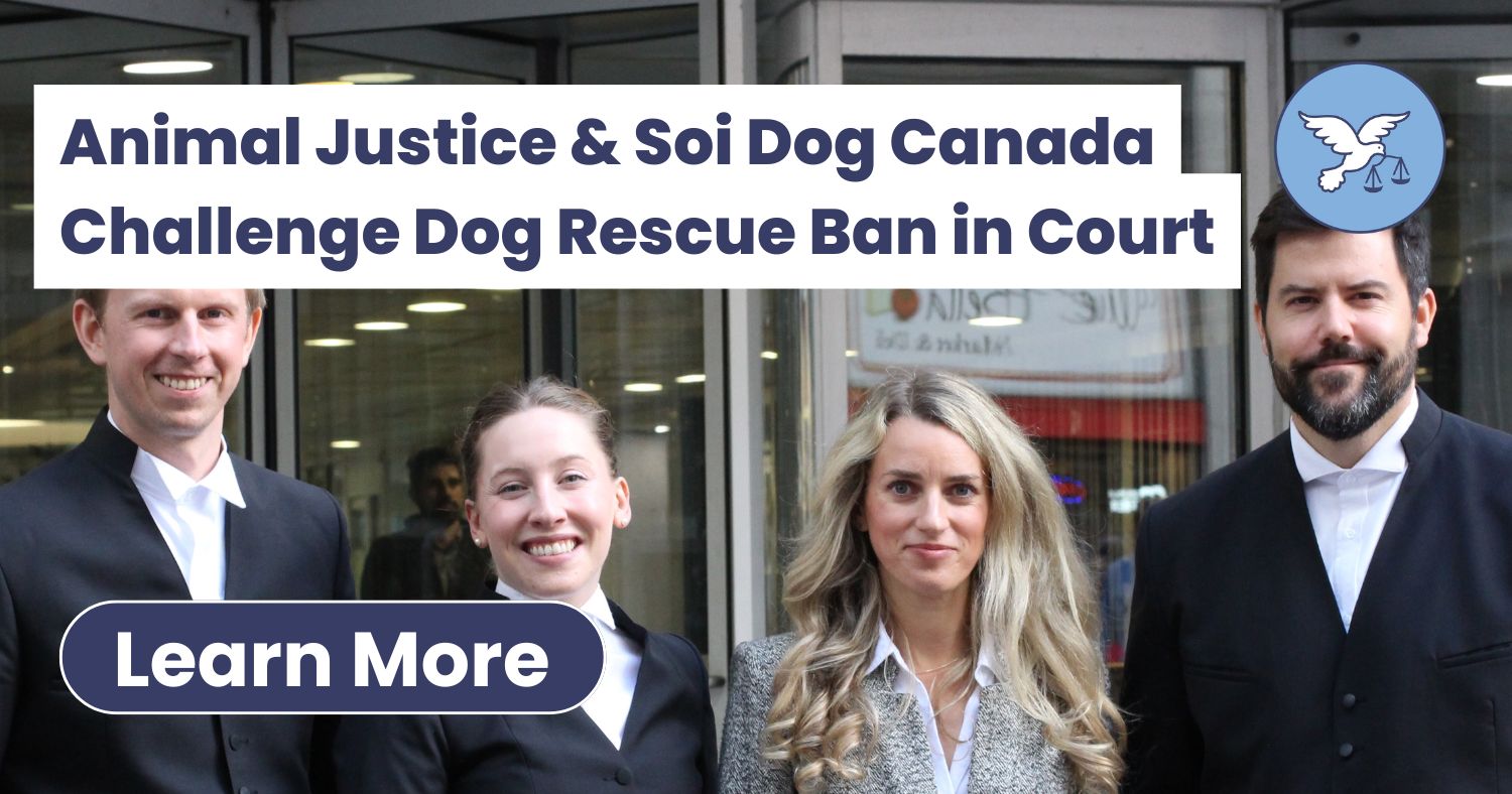 Animal Justice & Soi Dog Canada Challenge Dog Rescue Ban in Court ...