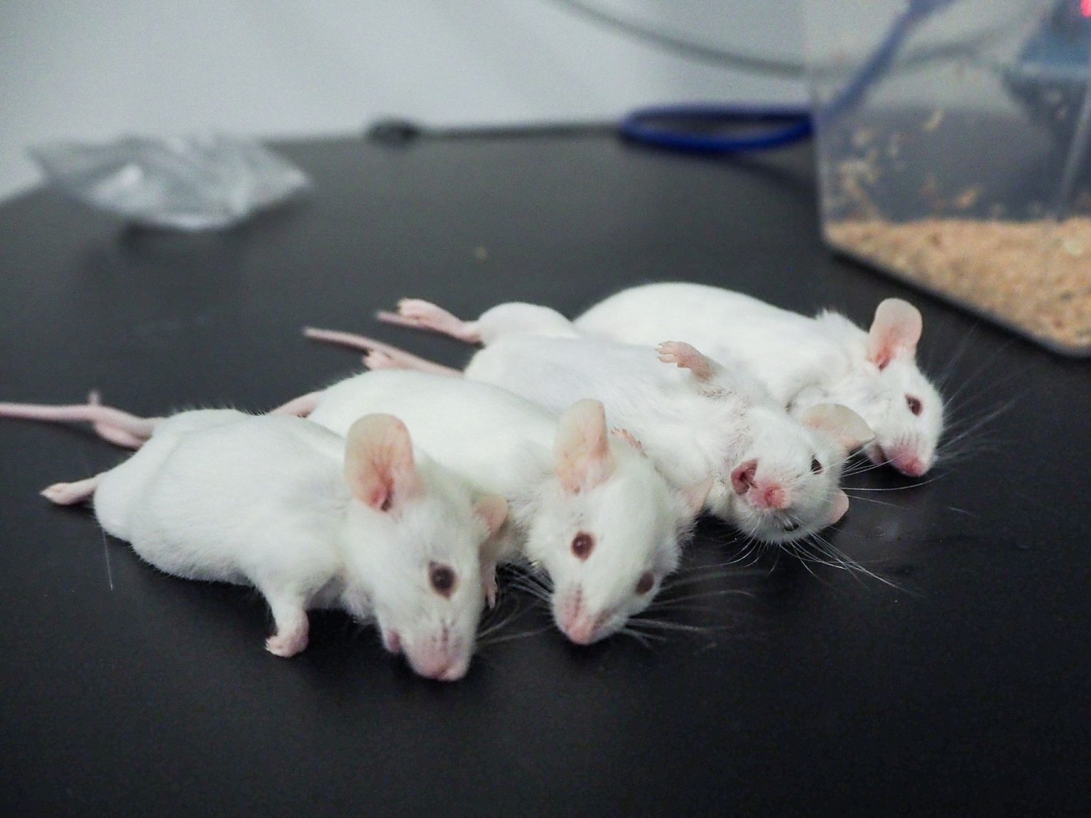 Victory! Canada Releases Bold Strategy to End Toxicity Testing on ...
