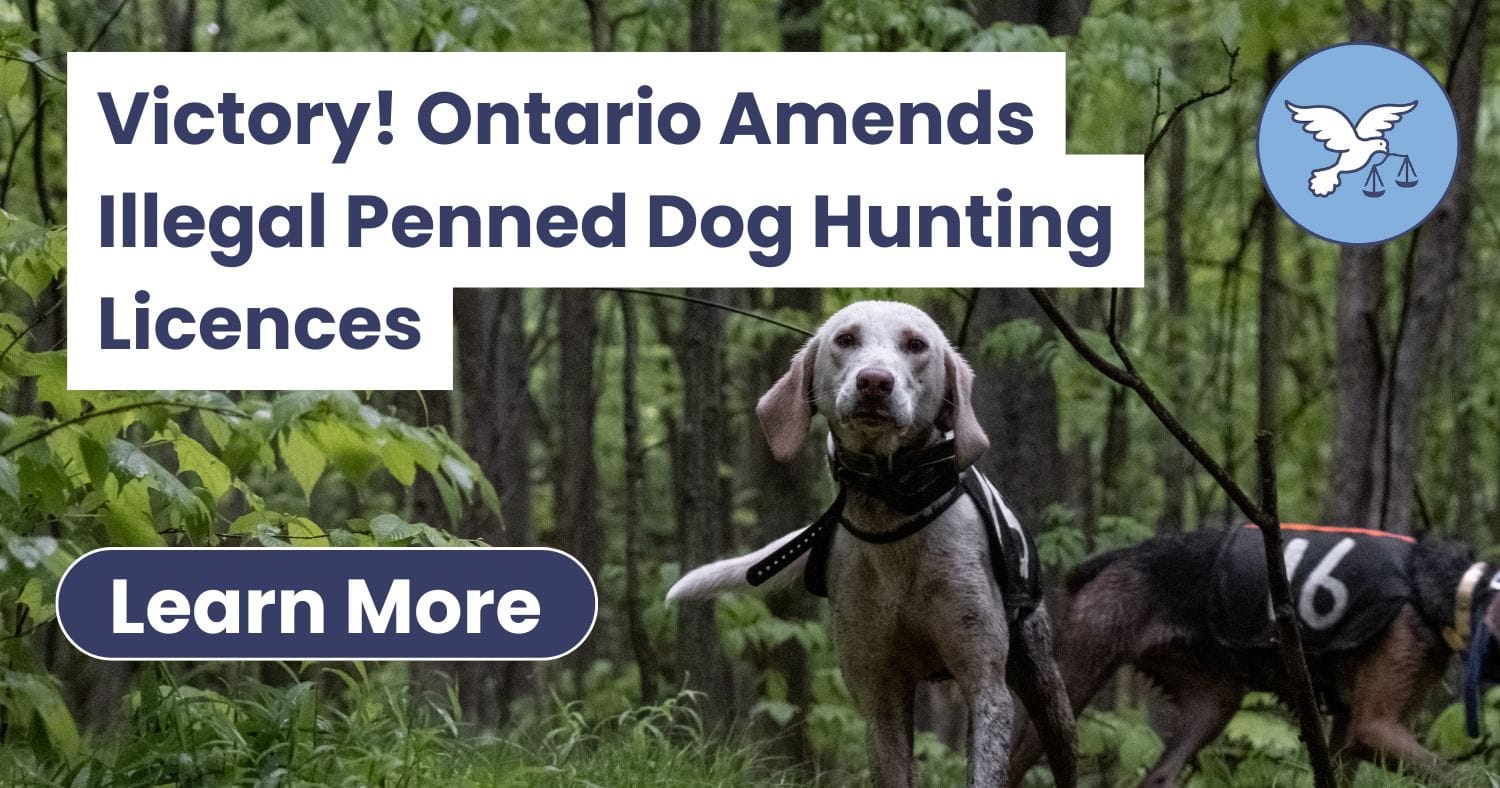 Victory! Ontario Amends Illegal Penned Dog Hunting Licences - Animal ...
