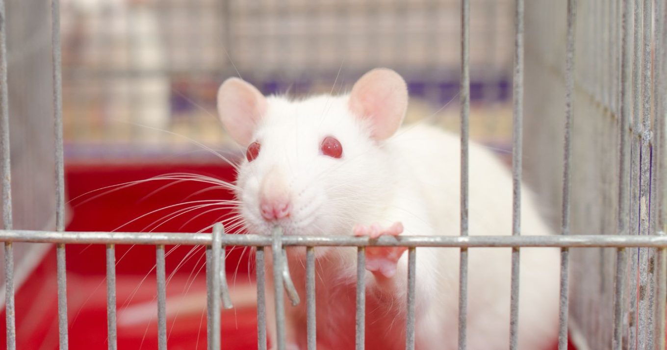 Victory! Canada Releases Bold Strategy to End Toxicity Testing on ...