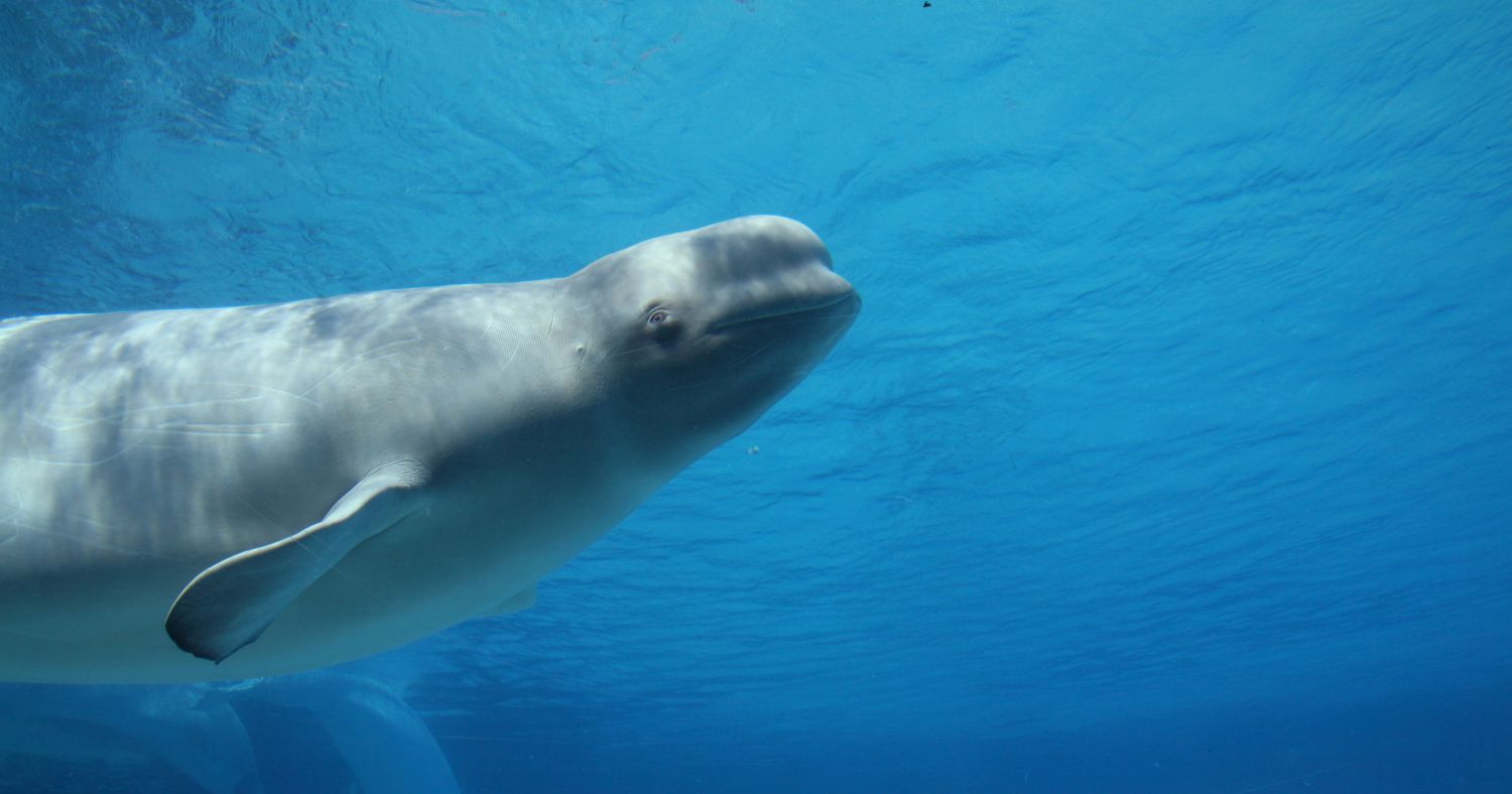 More Marineland Deaths: Another Beluga & Seal Die at the Park - Animal ...