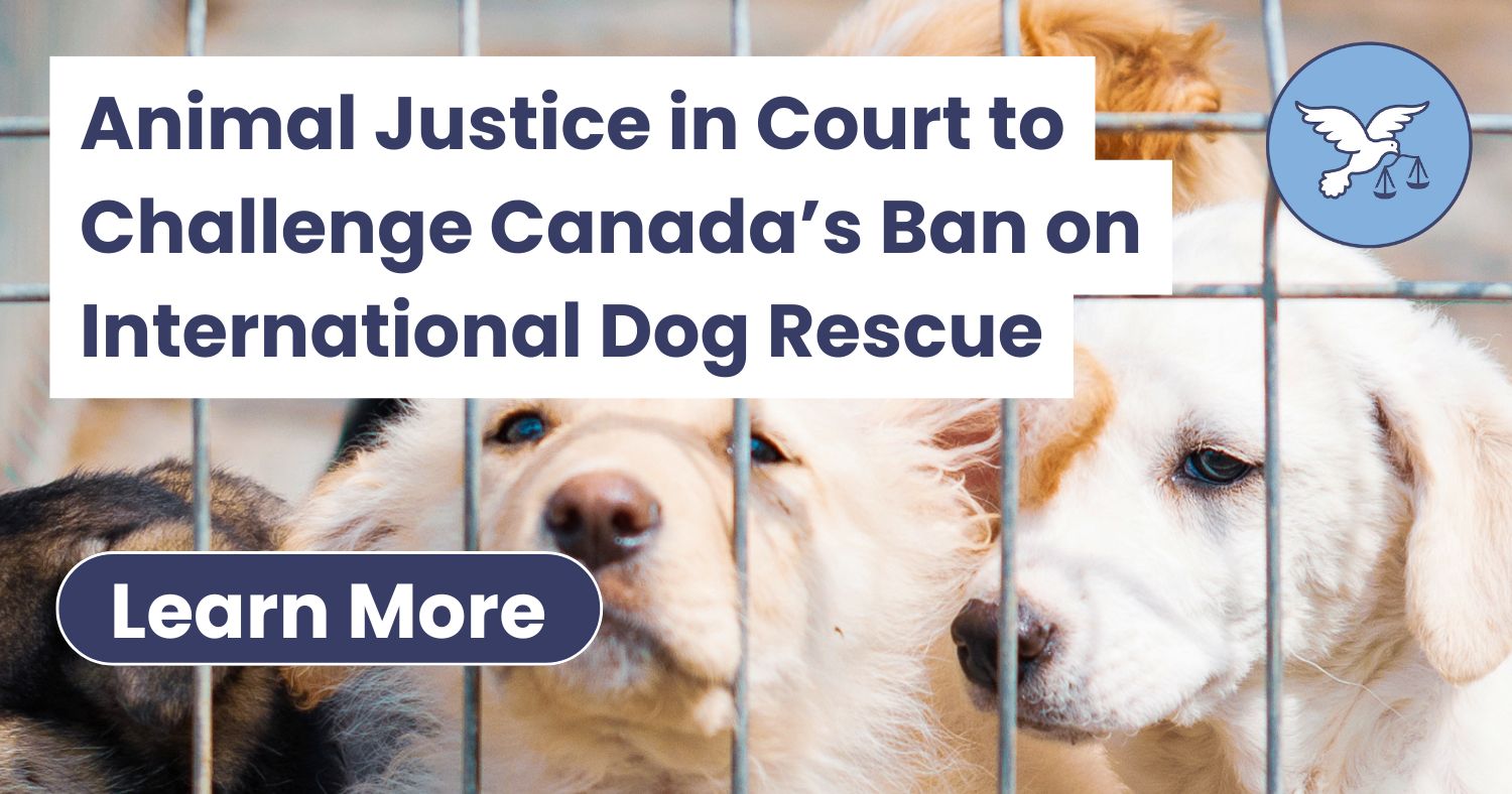 Animal Justice in Court to Challenge Canada’s Ban on International Dog ...