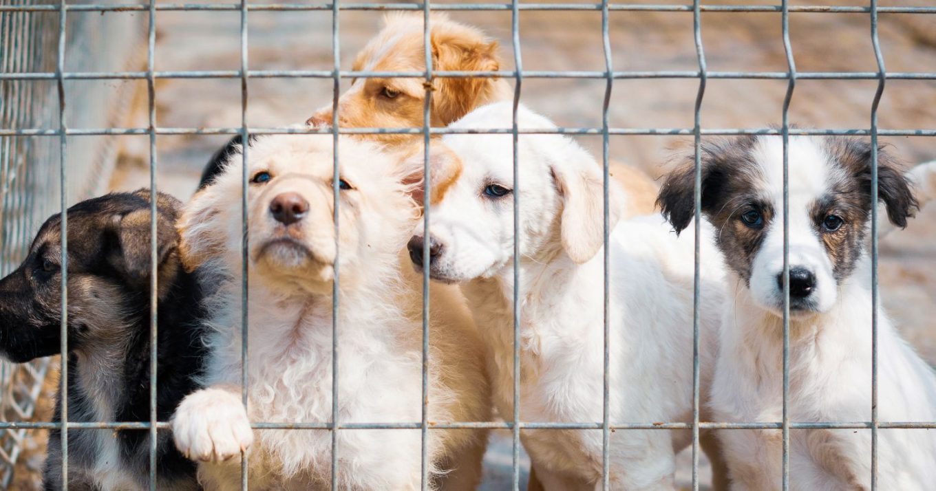 Animal Justice in Court to Challenge Canada’s Ban on International Dog ...