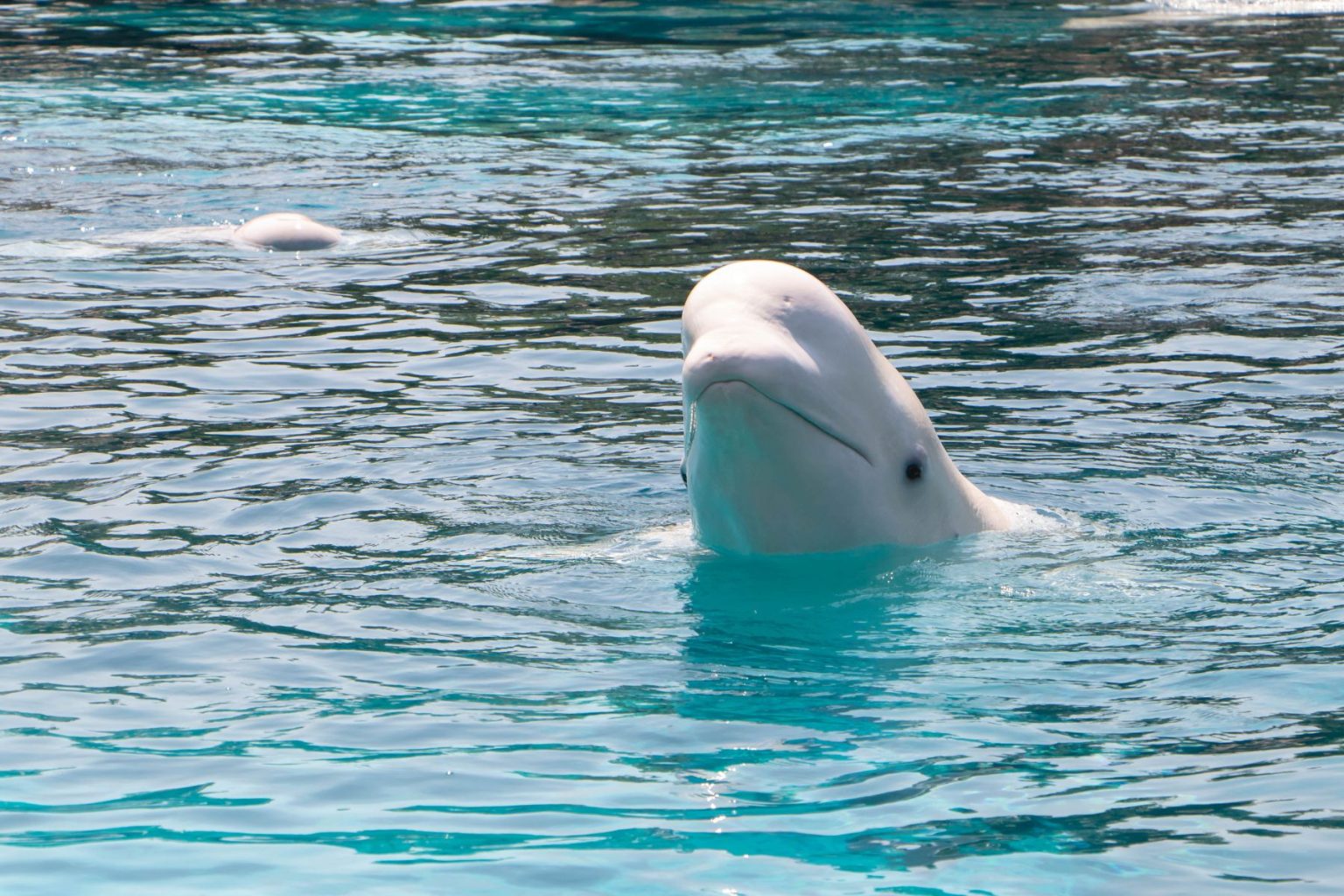Animal Justice Puts Forward Solutions to Protect Marineland Belugas ...