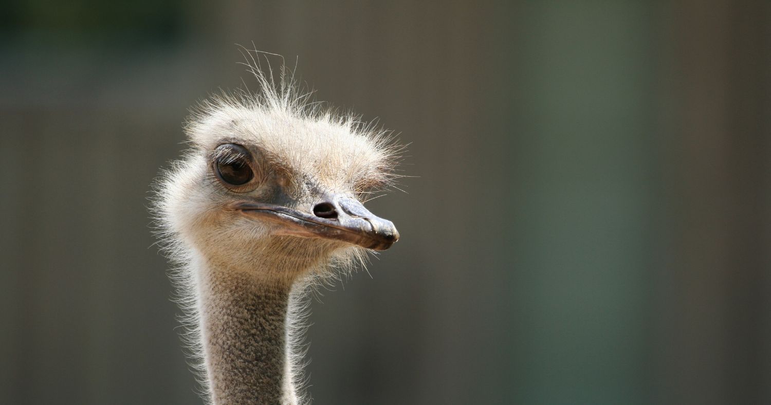 Supreme Court Allows CFIA to Proceed With BC Ostrich Cull - Animal Justice
