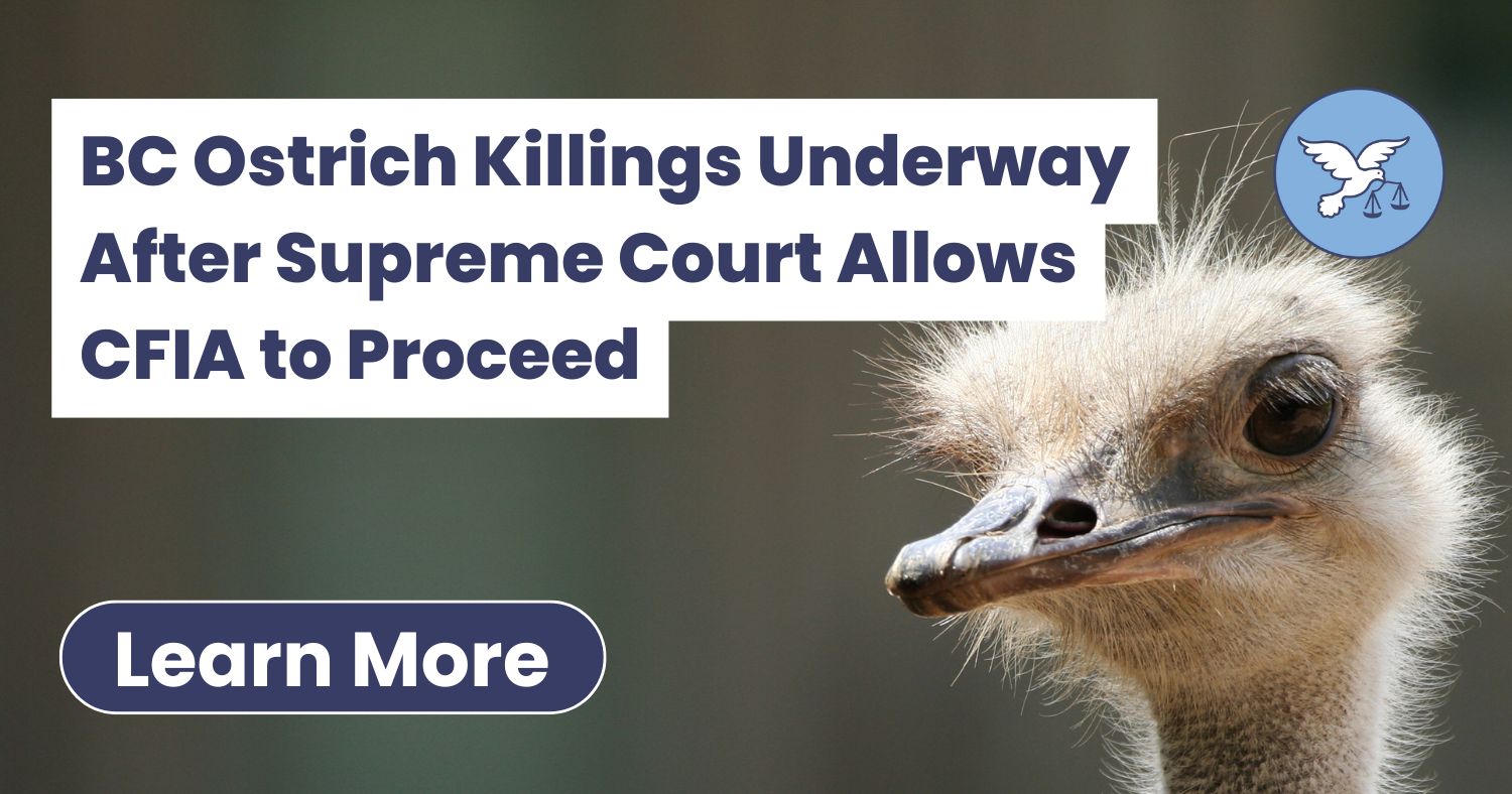 Supreme Court Allows CFIA to Proceed With BC Ostrich Cull - Animal Justice