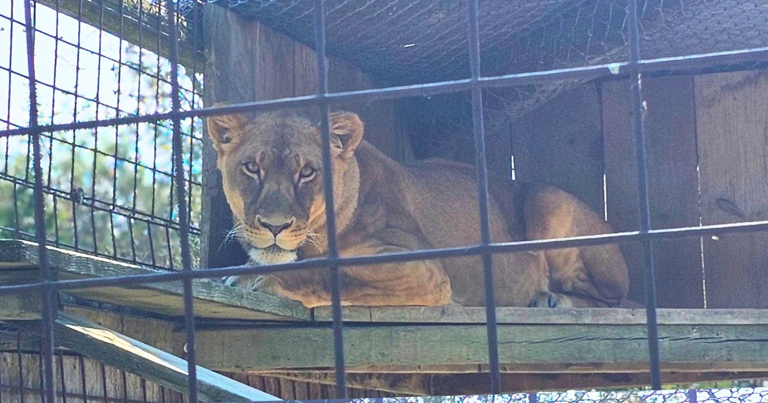 Bervie Zoo: Lions, Bears, & Monkeys Suffer in Cages - Animal Justice