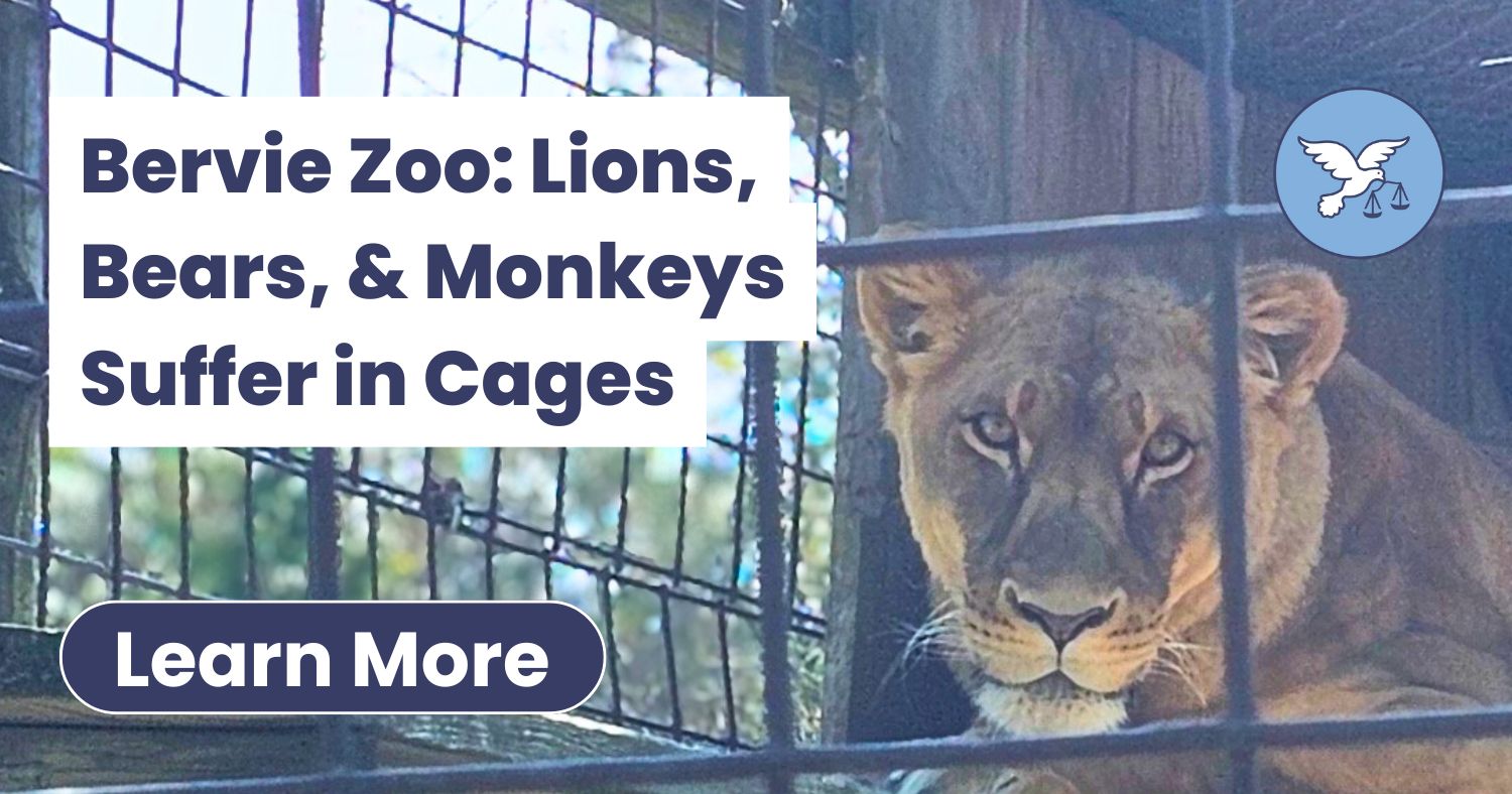 Bervie Zoo: Lions, Bears, & Monkeys Suffer in Cages - Animal Justice