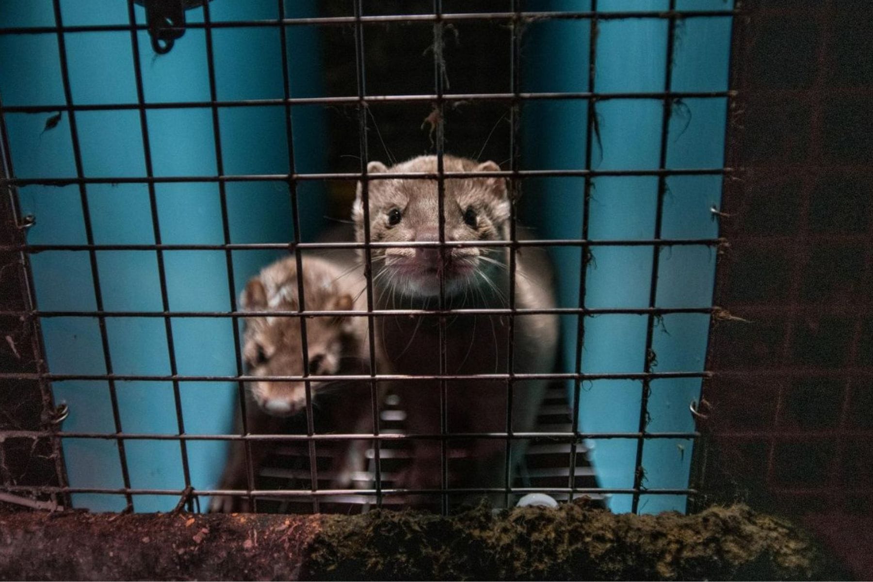 Ban Quebec Fur Farming: Urge Government to Act - Animal Justice