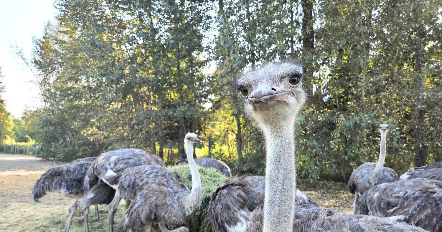 Universal Ostrich Farms: Legal Complaint Filed Over Mass-Shooting ...