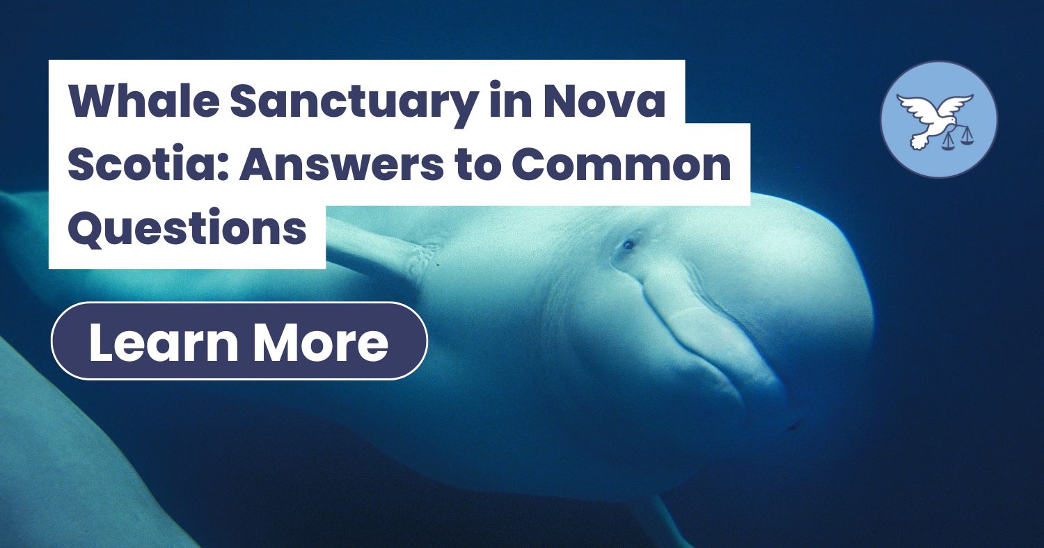 Whale Sanctuary in Nova Scotia: Answers to Common Questions - Animal Justice