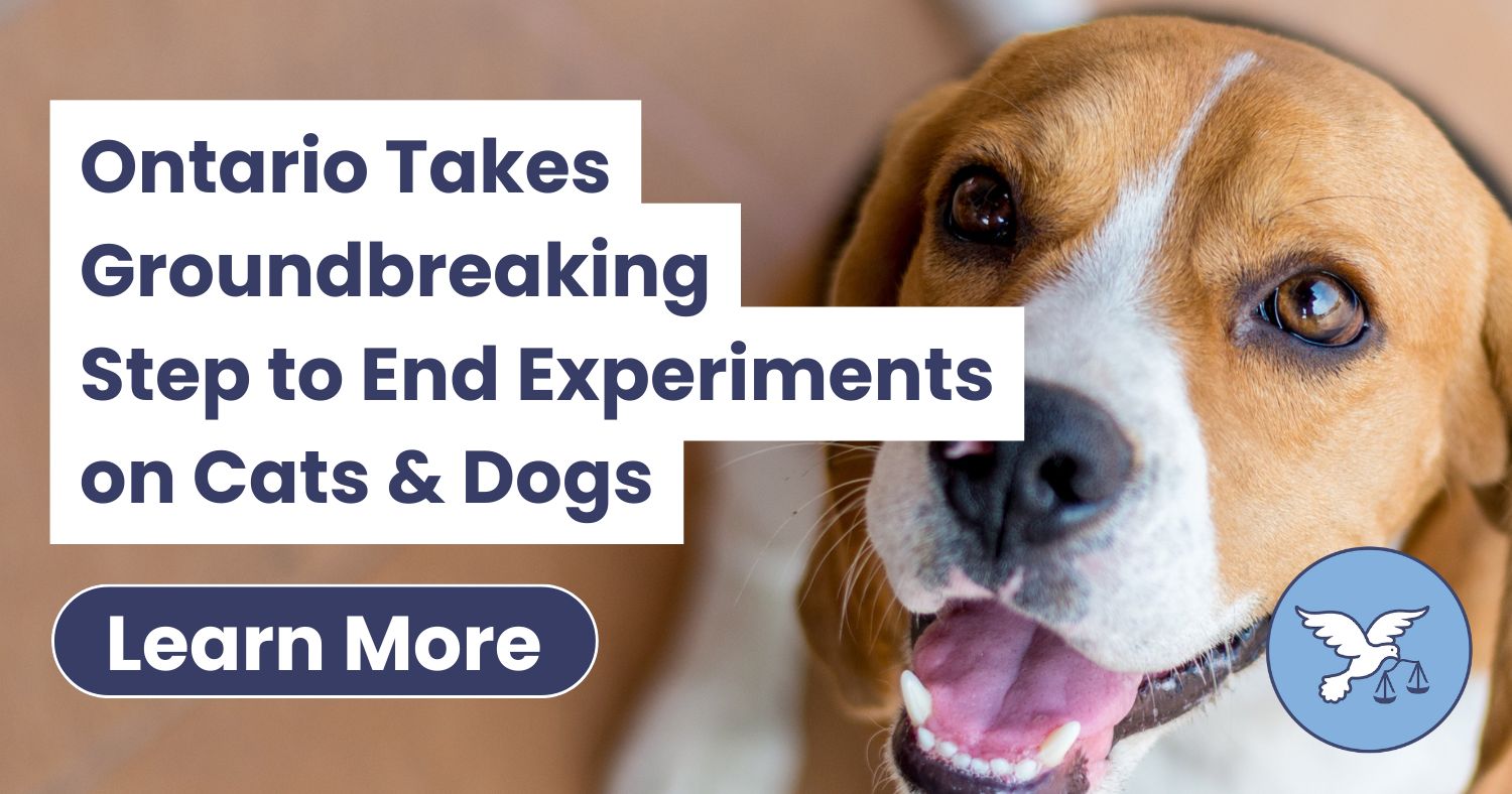 Ontario Takes Groundbreaking Step to End Experiments on Cats & Dogs ...