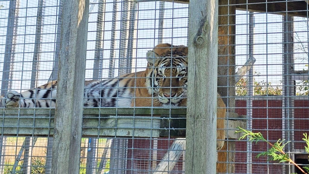 Bervie Zoo: Lions, Bears, & Monkeys Suffer in Cages - Animal Justice