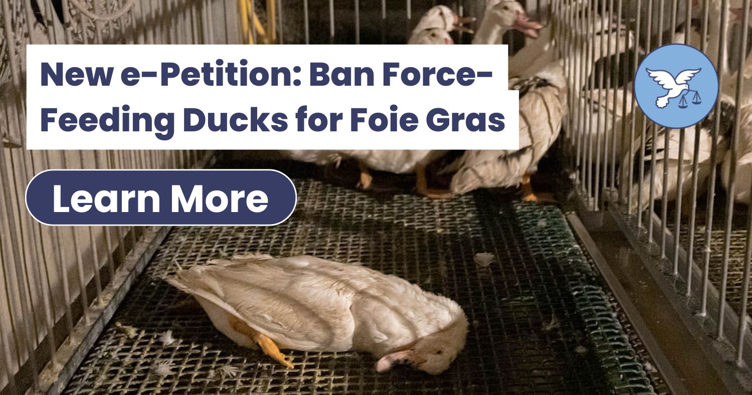 New e-Petition: Ban Force-Feeding Ducks for Foie Gras - Animal Justice
