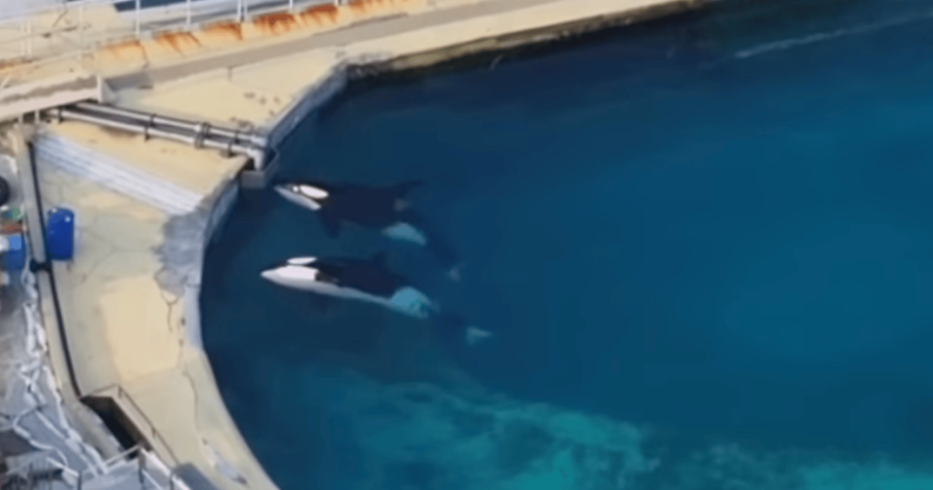 France Moves to Send Its Last Captive Orcas to Sanctuary—Canada Must ...