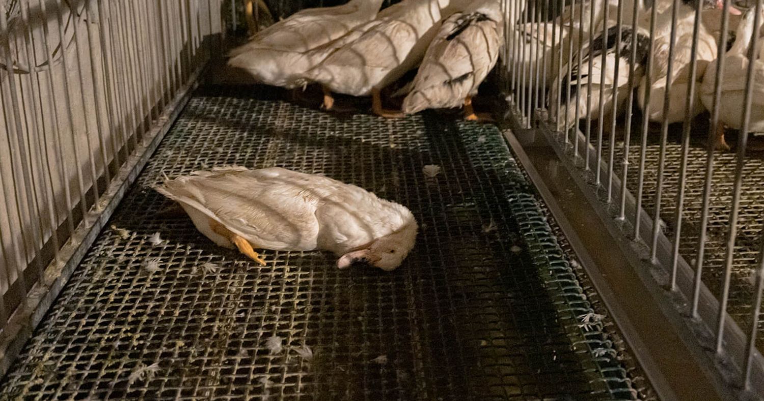 New e-Petition: Ban Force-Feeding Ducks for Foie Gras - Animal Justice