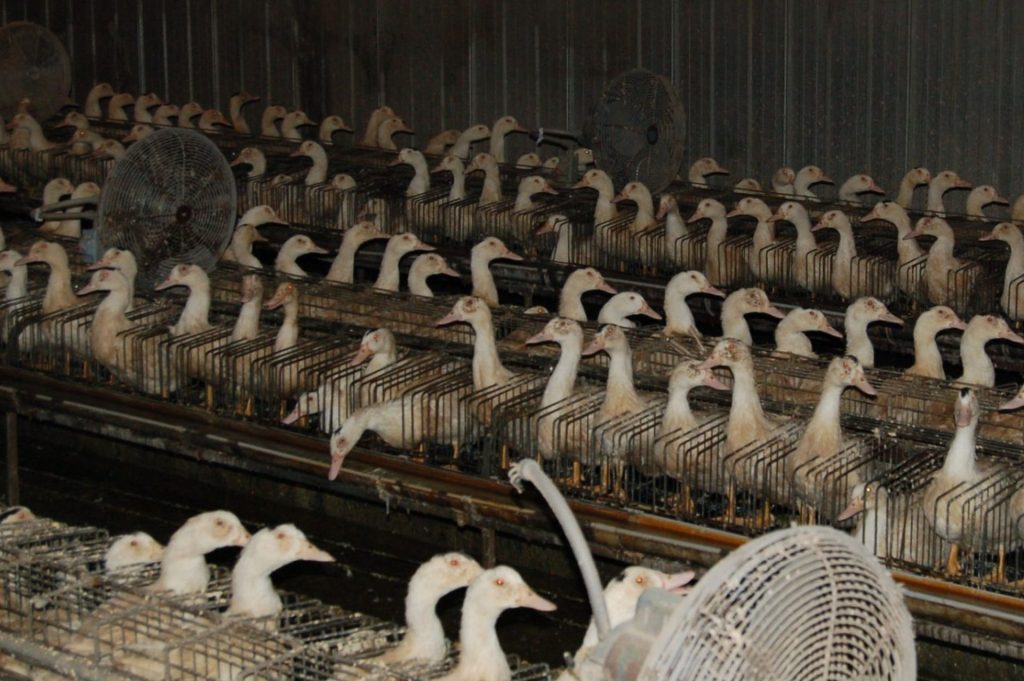 New e-Petition: Ban Force-Feeding Ducks for Foie Gras - Animal Justice