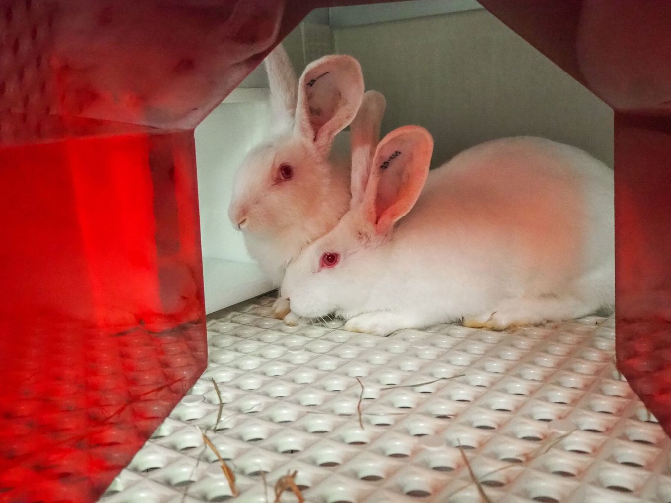 Ending Animal Experiments in Canada—Add Your Voice to New Parliamentary ...