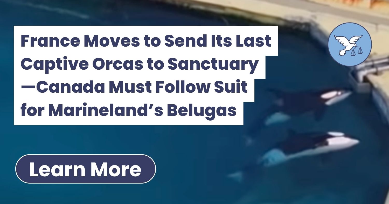 France Moves to Send Its Last Captive Orcas to Sanctuary—Canada Must ...