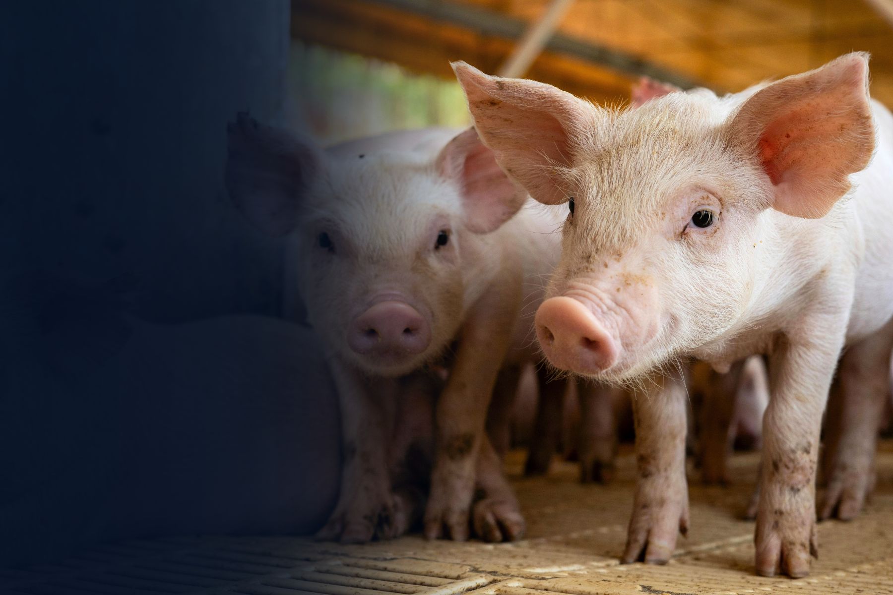 Animal Justice: Canada’s National Animal Law Advocacy Organization
