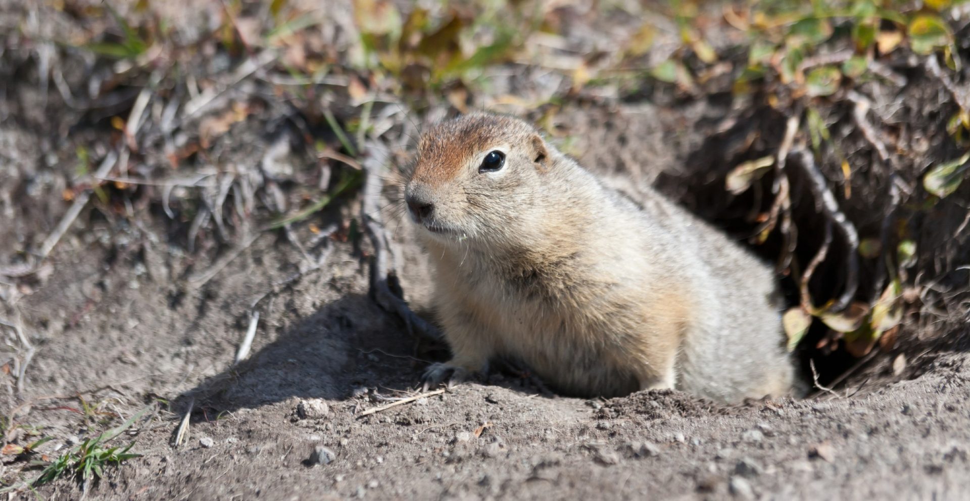 Winnipeg Plans to Poison Ground Squirrels to Death - Animal Justice