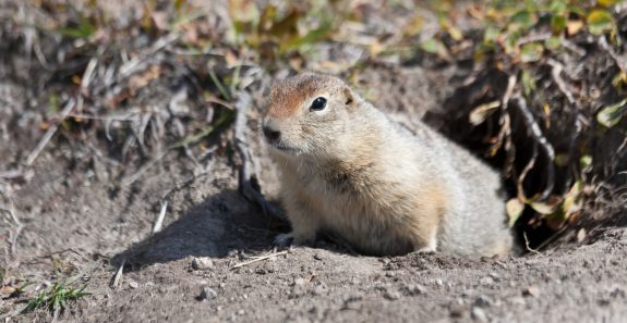 Winnipeg Plans to Poison Ground Squirrels to Death - Animal Justice