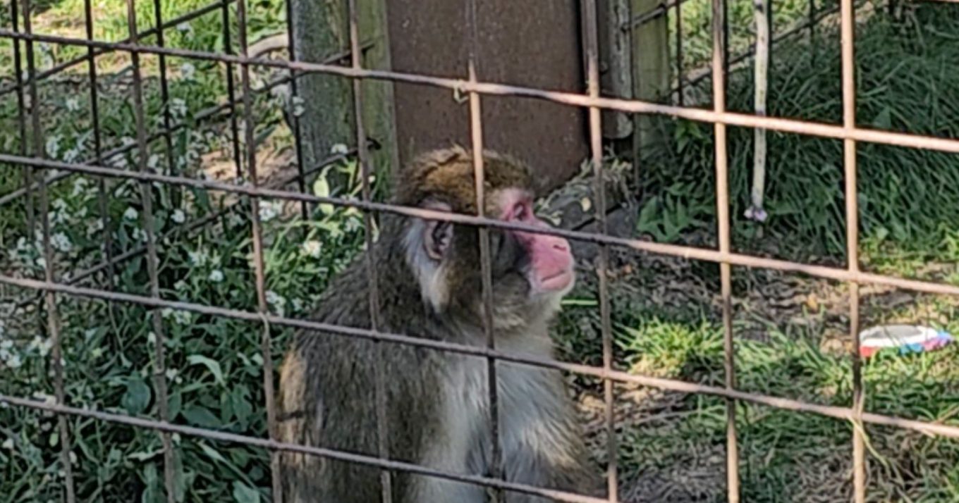 Bervie Zoo Allowed to Stay Open After Animal Cruelty Convictions ...