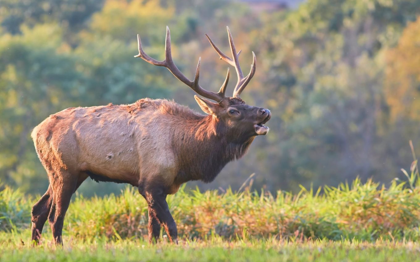 Alberta Legalizes Hunt Pens for Deer & Elk - Animal Justice