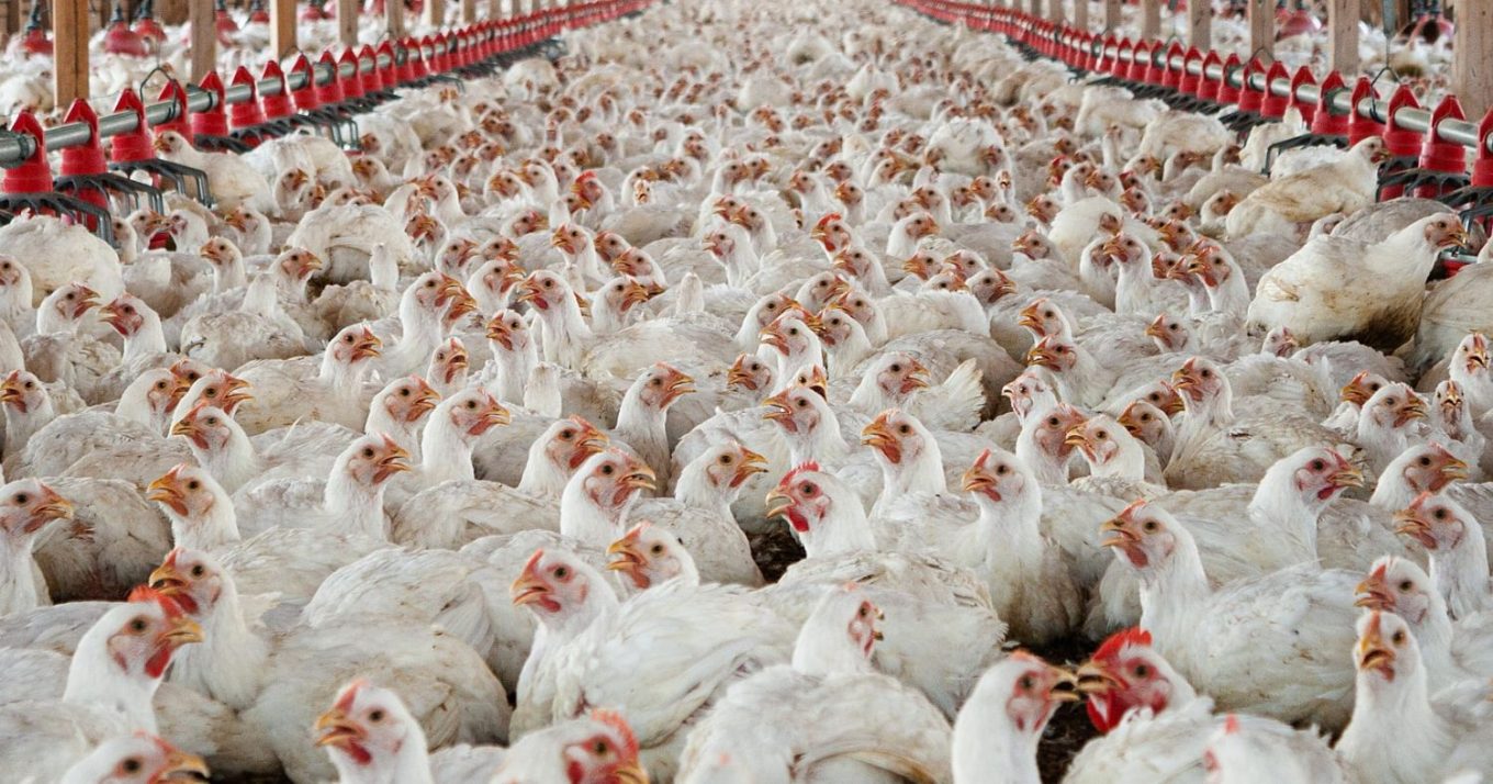 2024 Canadian Slaughter Statistics: Canada Killed 863 Million Land ...