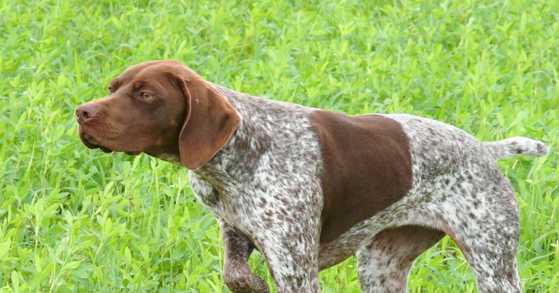 Public Consultation: Ask Ontario to Ban Tail Docking - Animal Justice