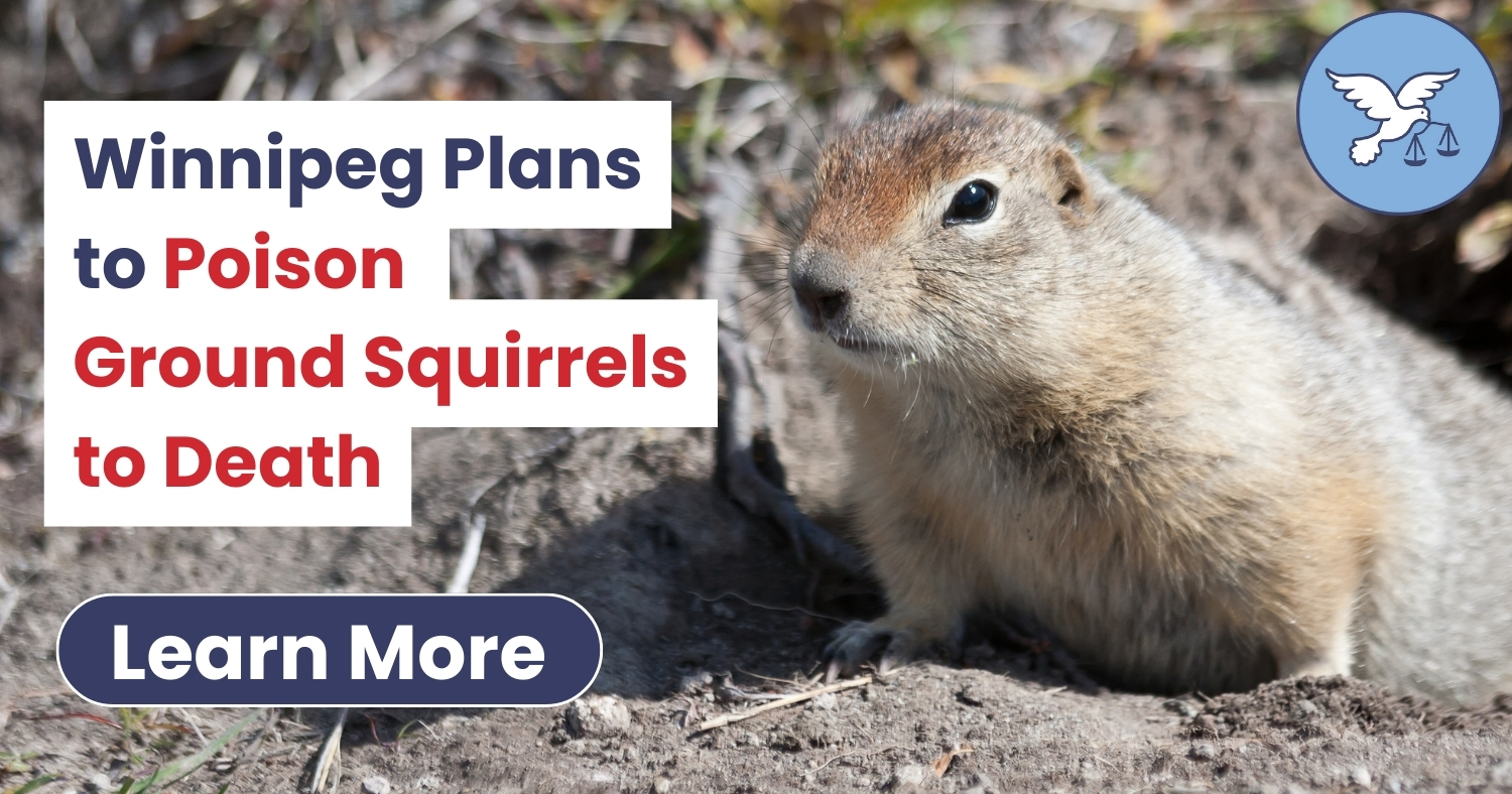 Winnipeg Plans to Poison Ground Squirrels to Death - Animal Justice