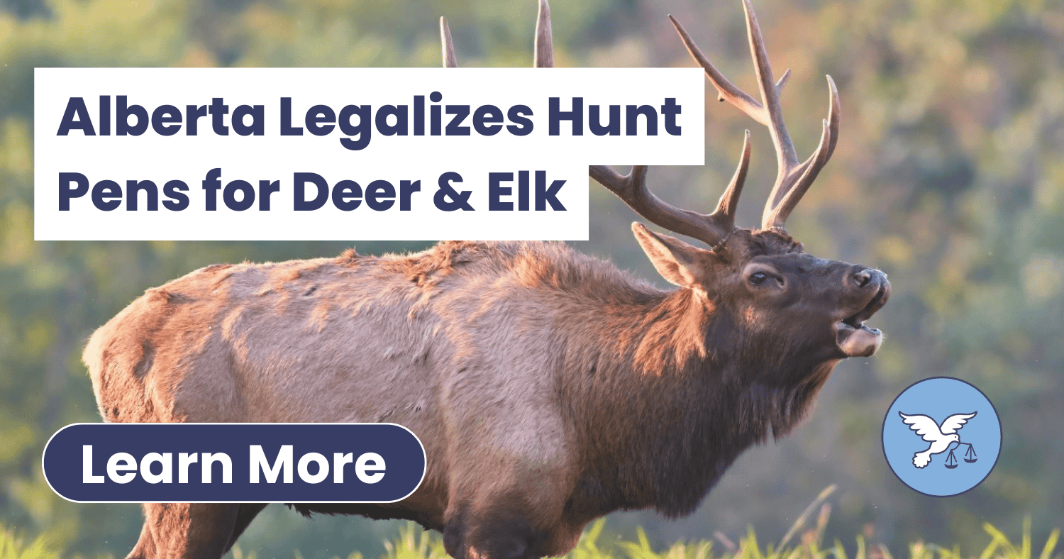 Alberta Legalizes Hunt Pens for Deer & Elk - Animal Justice