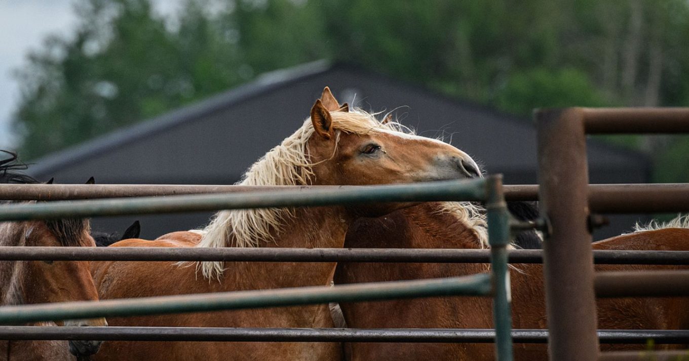 Live Horse Exporter on Trial in Historic Private Prosecution - Animal ...