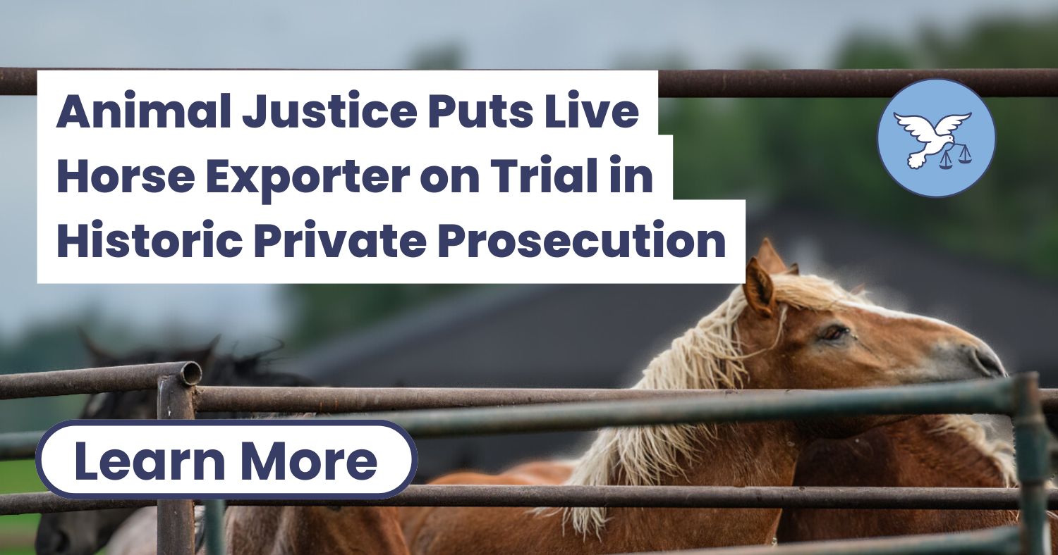 Live Horse Exporter on Trial in Historic Private Prosecution - Animal ...