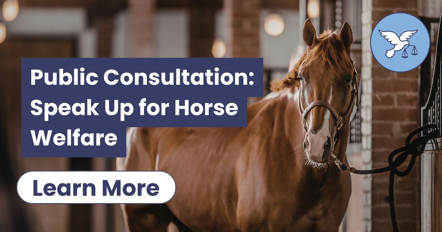 Speak Up for Horse Welfare in Canada: Demand Better Standards Now ...