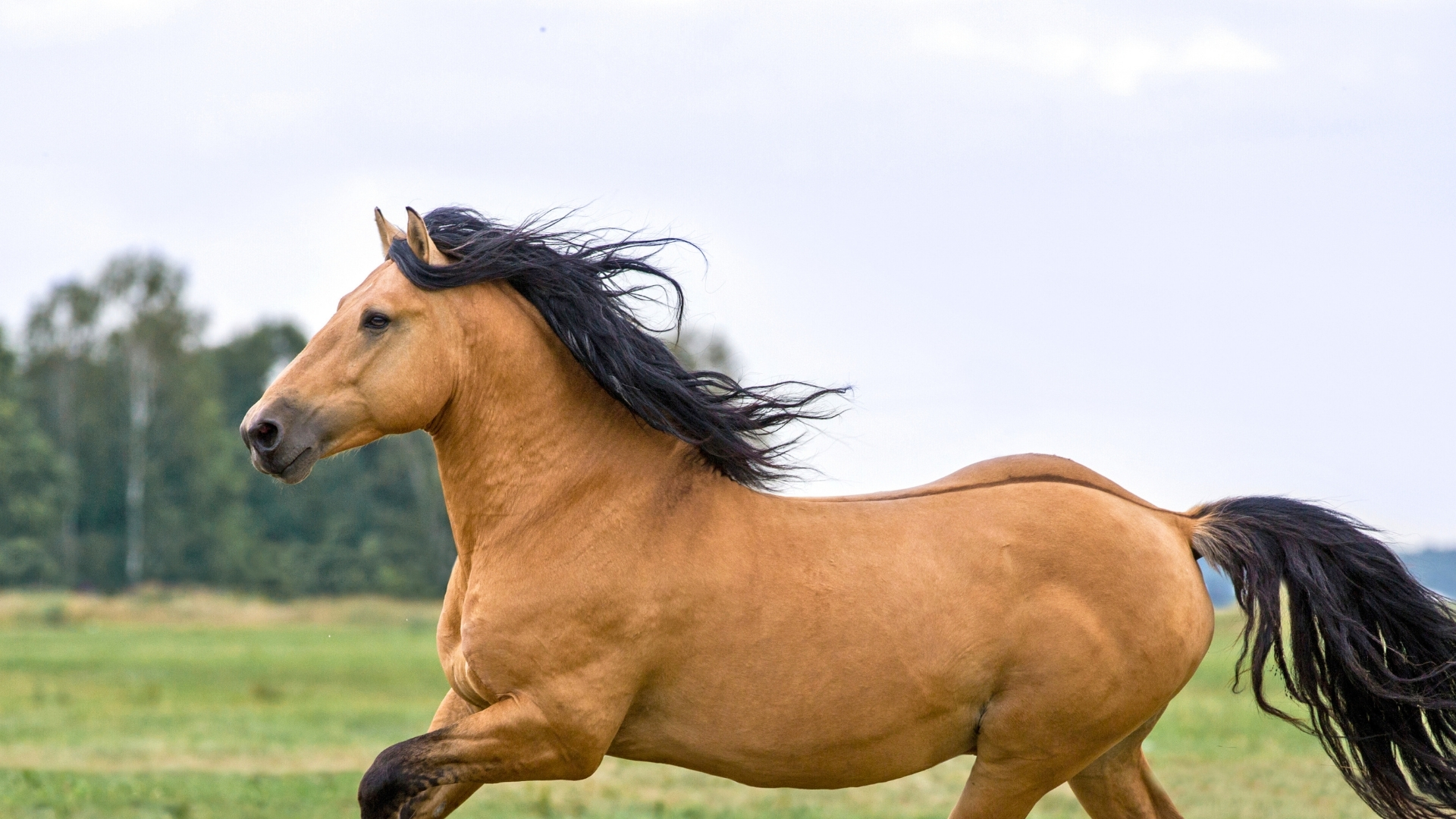 ONLINE PANEL: What It Takes to End Live Horse Export - Animal Justice