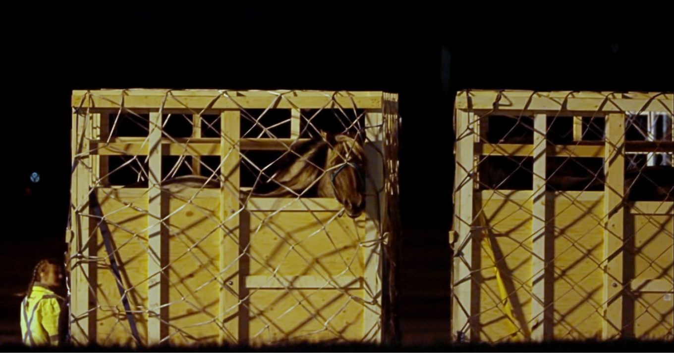 Cruel Cargo: New Report Reveals More Hidden Suffering in Horse Exports ...