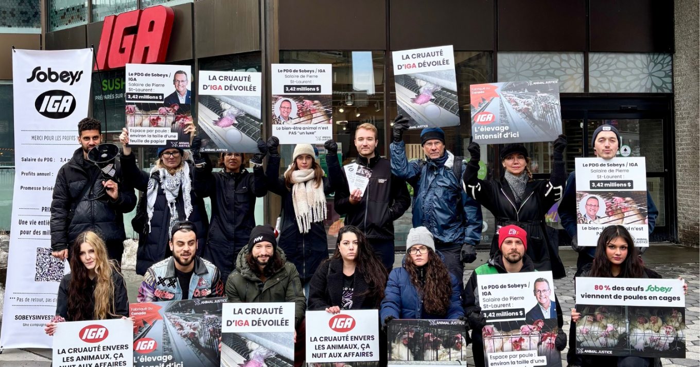 Sobeys Cage-Free Promise: Montreal Protesters Unveil "Receipt of ...