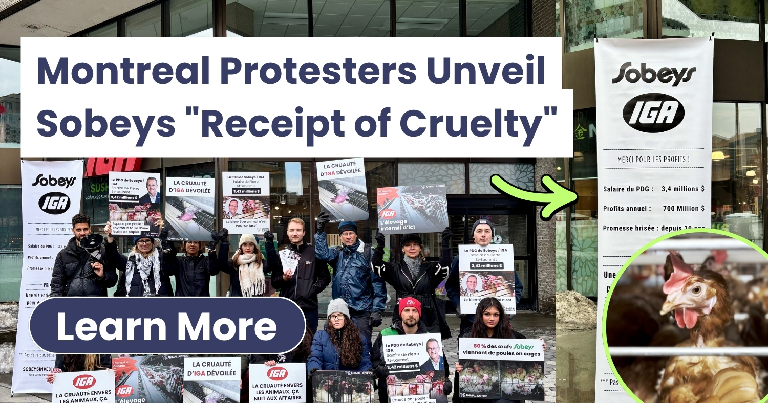 Sobeys Cage-Free Promise: Montreal Protesters Unveil "Receipt of ...