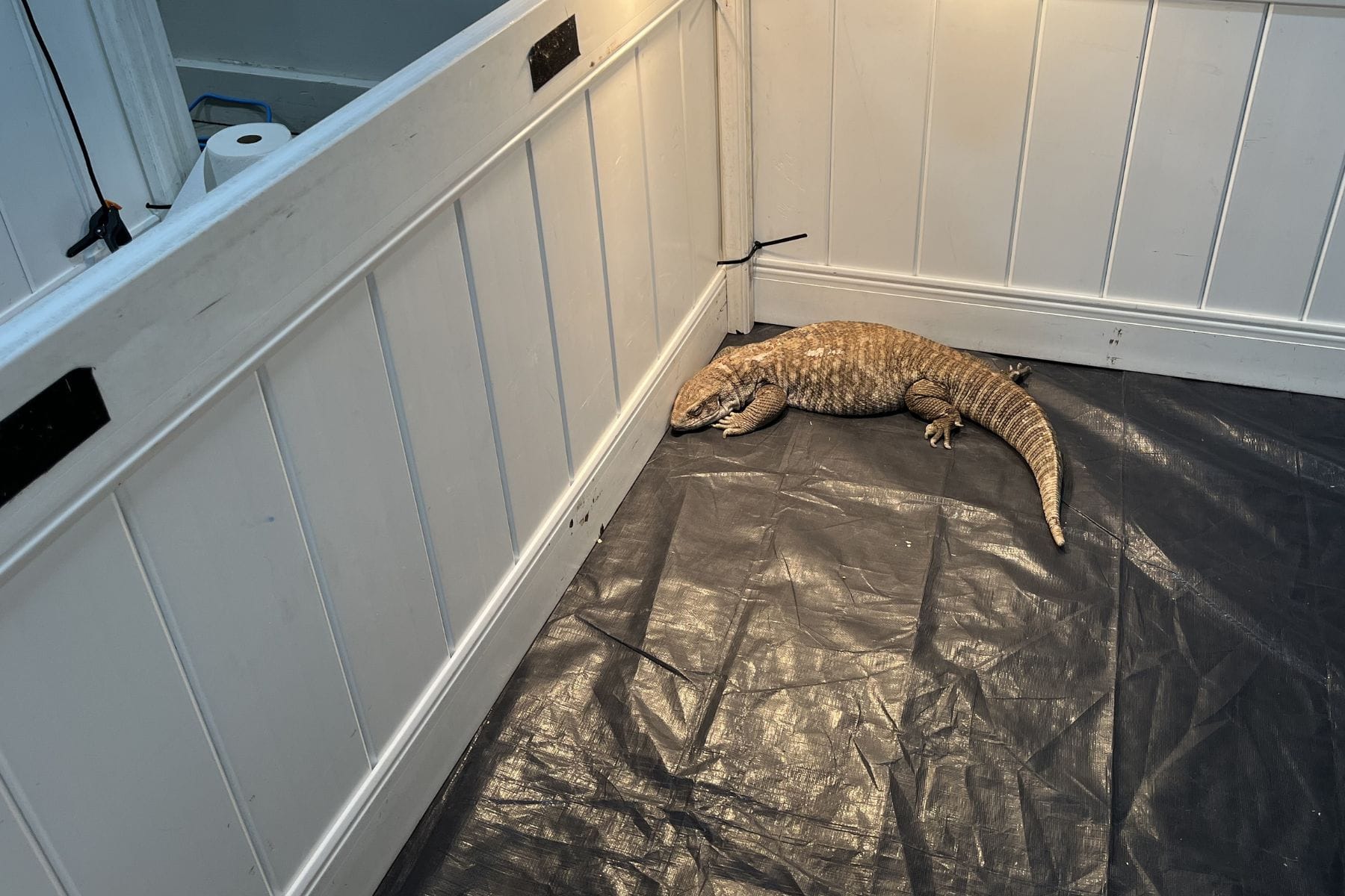 Travelling Wildlife Exhibit Cruelty: Alberta’s Failure to Protect ...