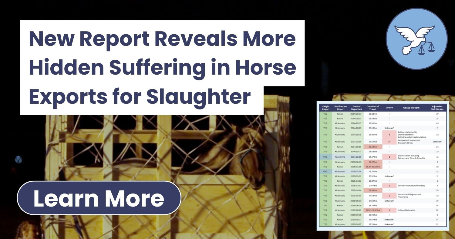 Cruel Cargo: New Report Reveals More Hidden Suffering in Horse Exports ...