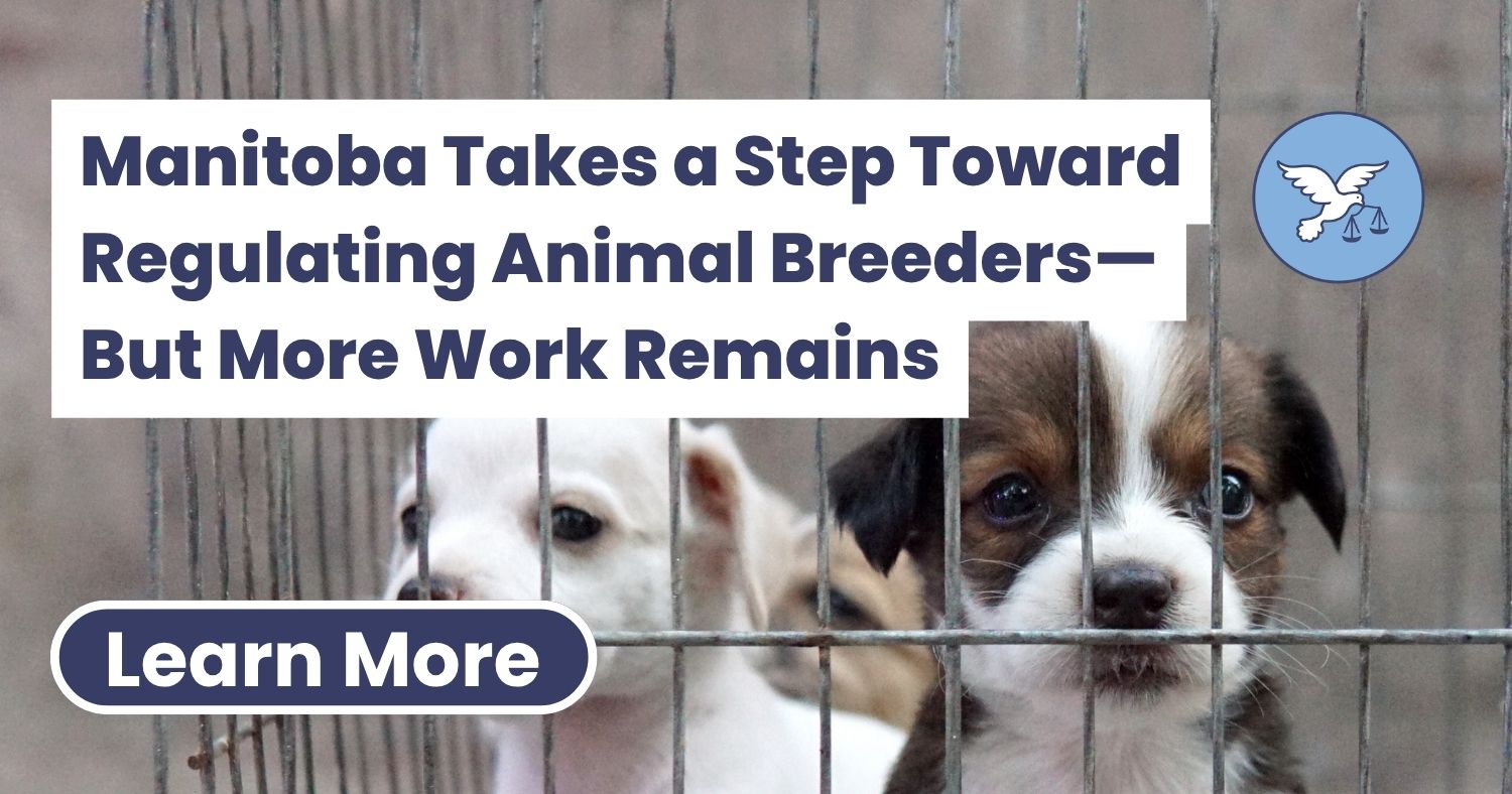 Manitoba Takes a Step Toward Regulating Animal Breeders—But More Work ...