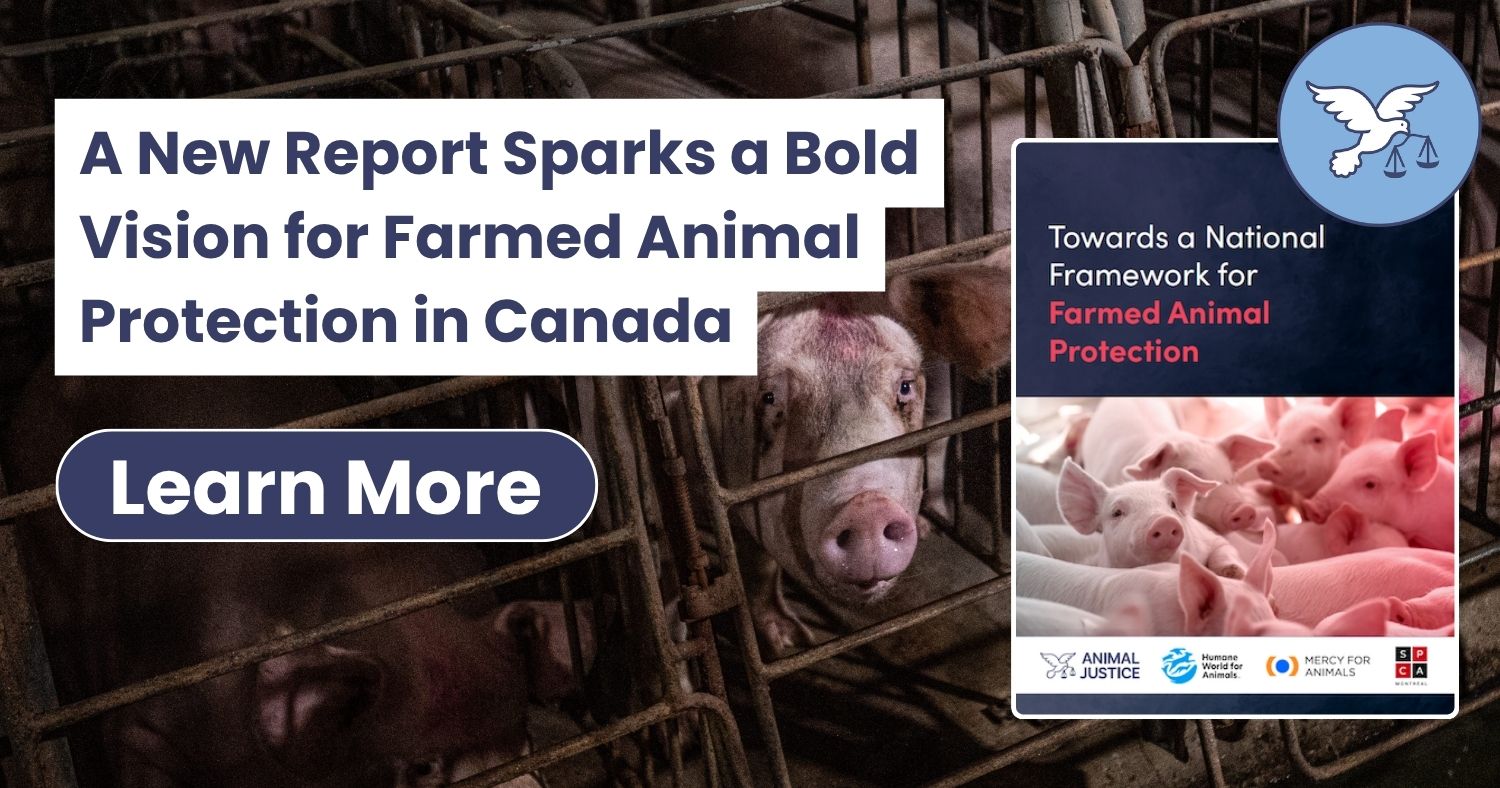 A New Report Sparks a Bold Vision for Farmed Animal Protection in ...