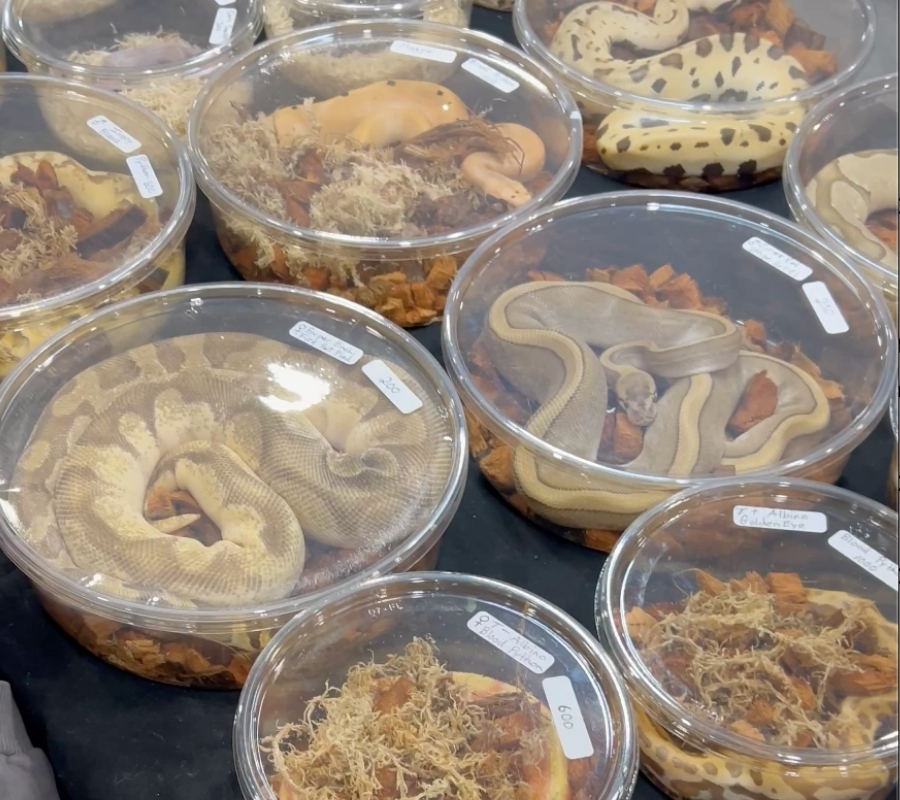 Exposed: Animal Cruelty at Calgary Reptile Expo - Animal Justice