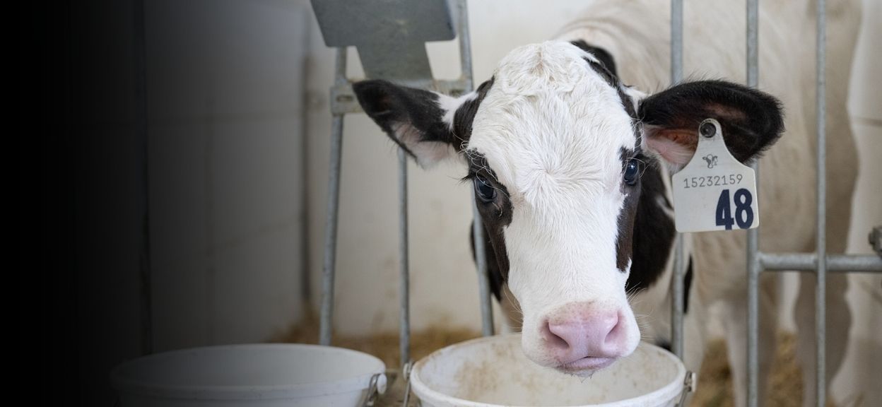 Animal Justice: Canada’s National Animal Law Advocacy Organization