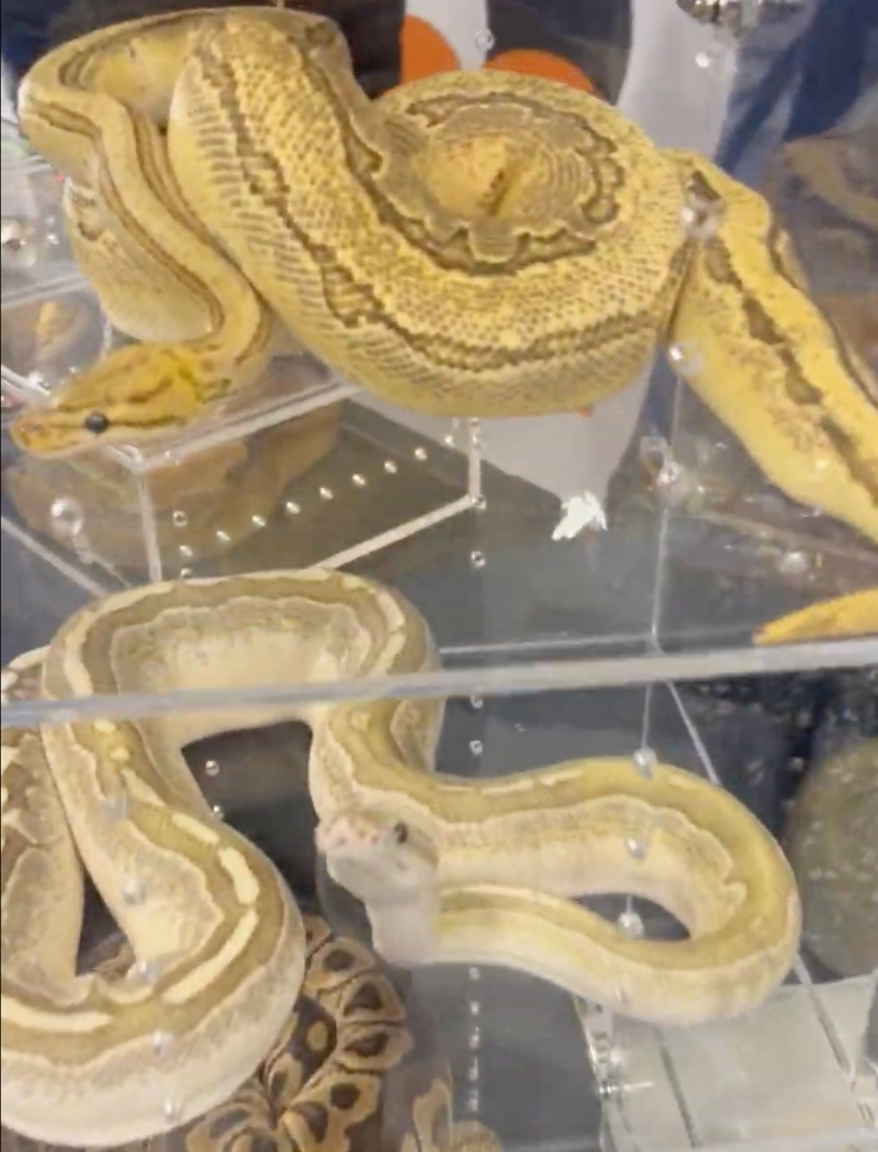 Exposed: Animal Cruelty at Calgary Reptile Expo - Animal Justice